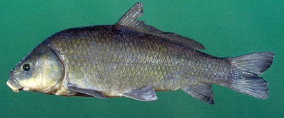 Black Buffalo | Outdoor Alabama